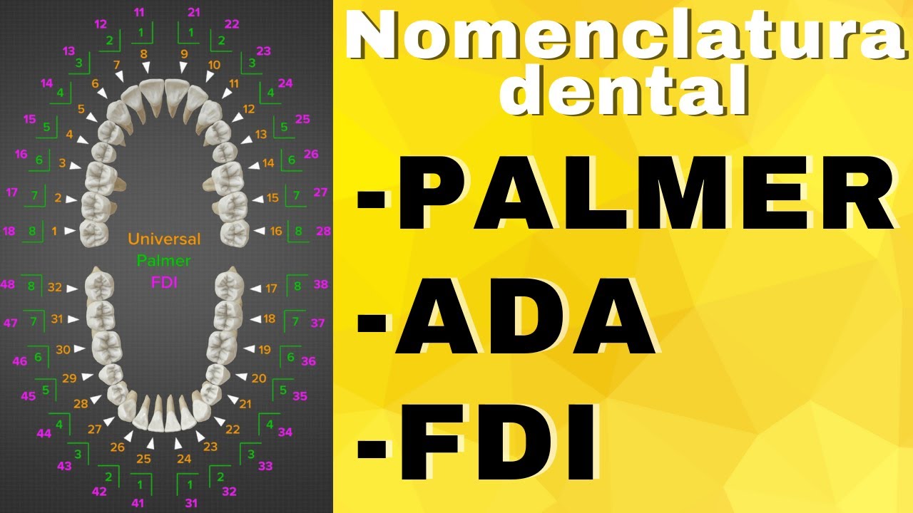 Diferencias entre dentición temporal y permanente explicadas