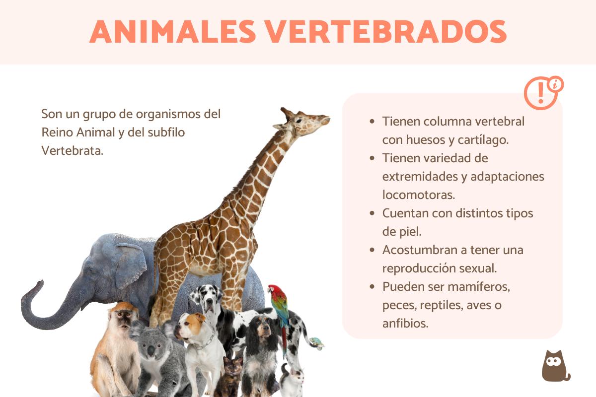 Ejemplos de vertebrados: Diversidad y características esenciales